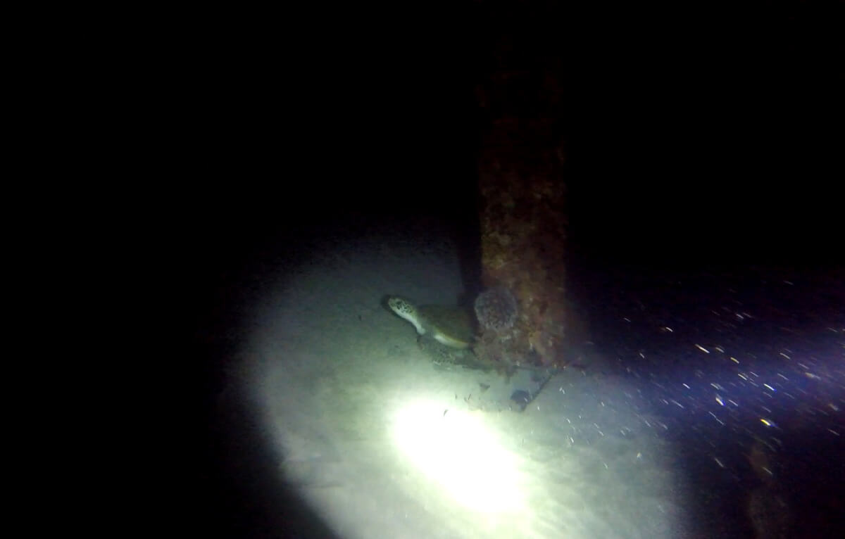 Guided Night Diving⼁Crashboat Watersports